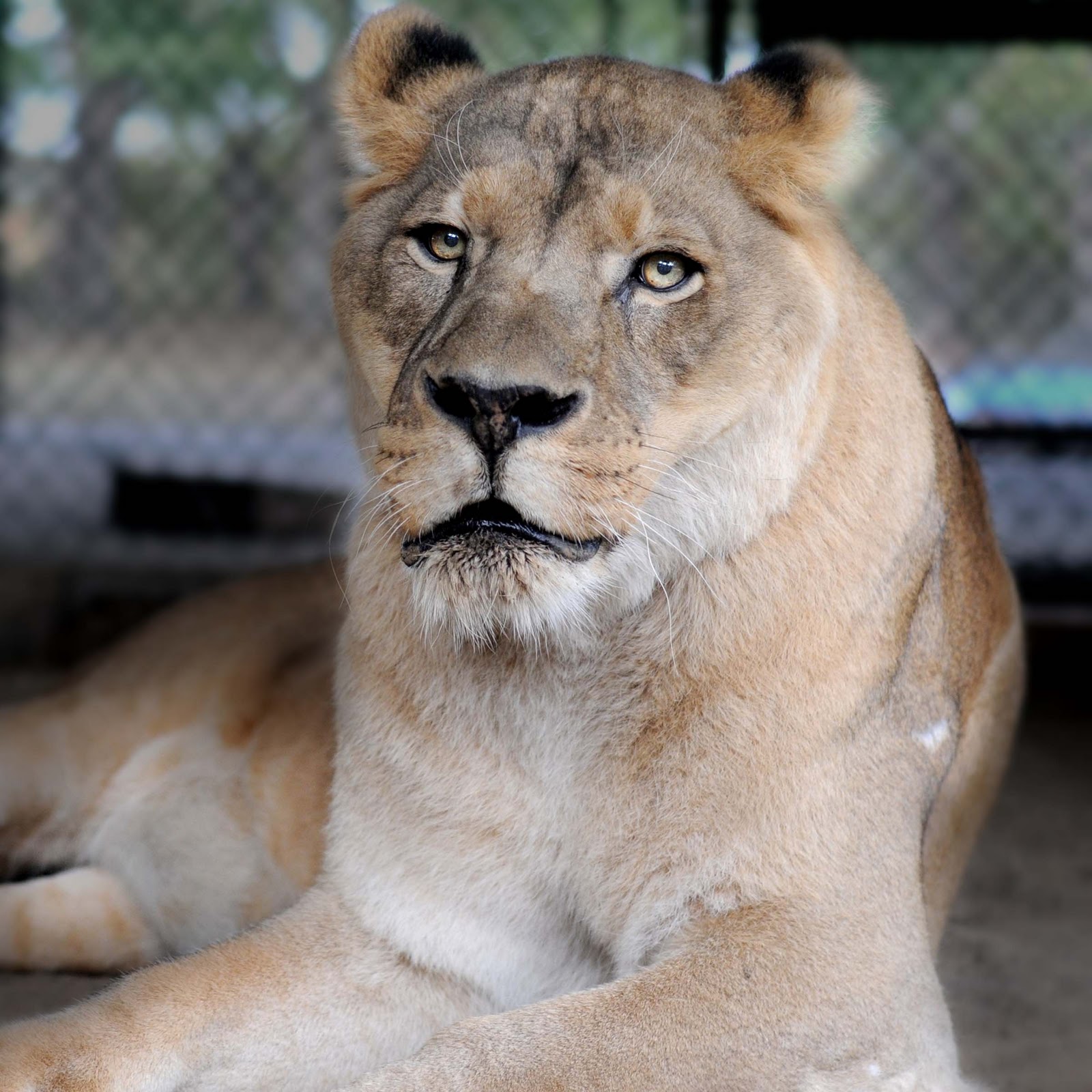In-Sync Exotics' Cat Tales: Going Mane-less is Cool!